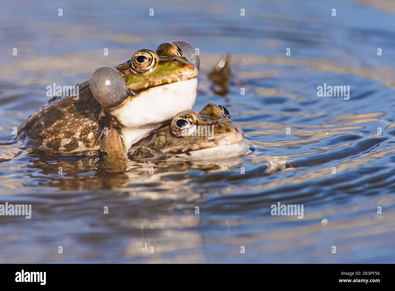 Edible sacs hi-res stock photography and images - Alamy
