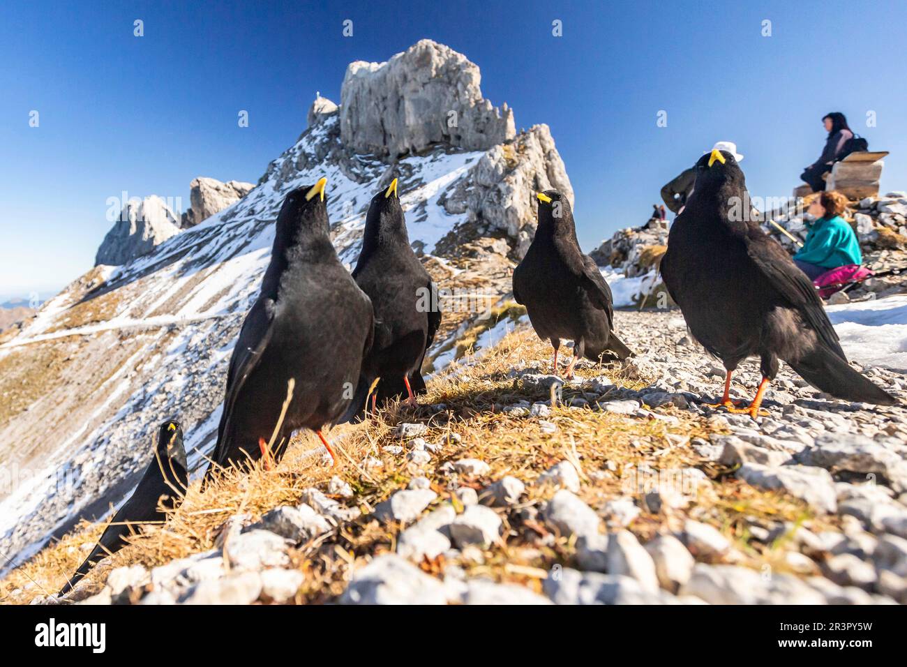 alpine chough (Pyrrhocorax graculus), troop perching on the ground in ...