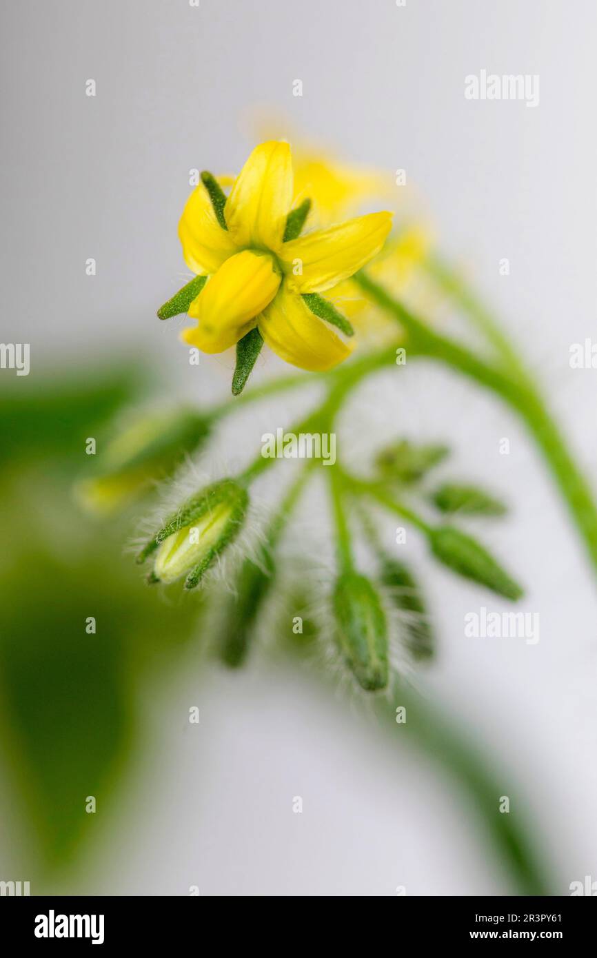 garden tomato (Solanum lycopersicum, Lycopersicon esculentum), flowers ...
