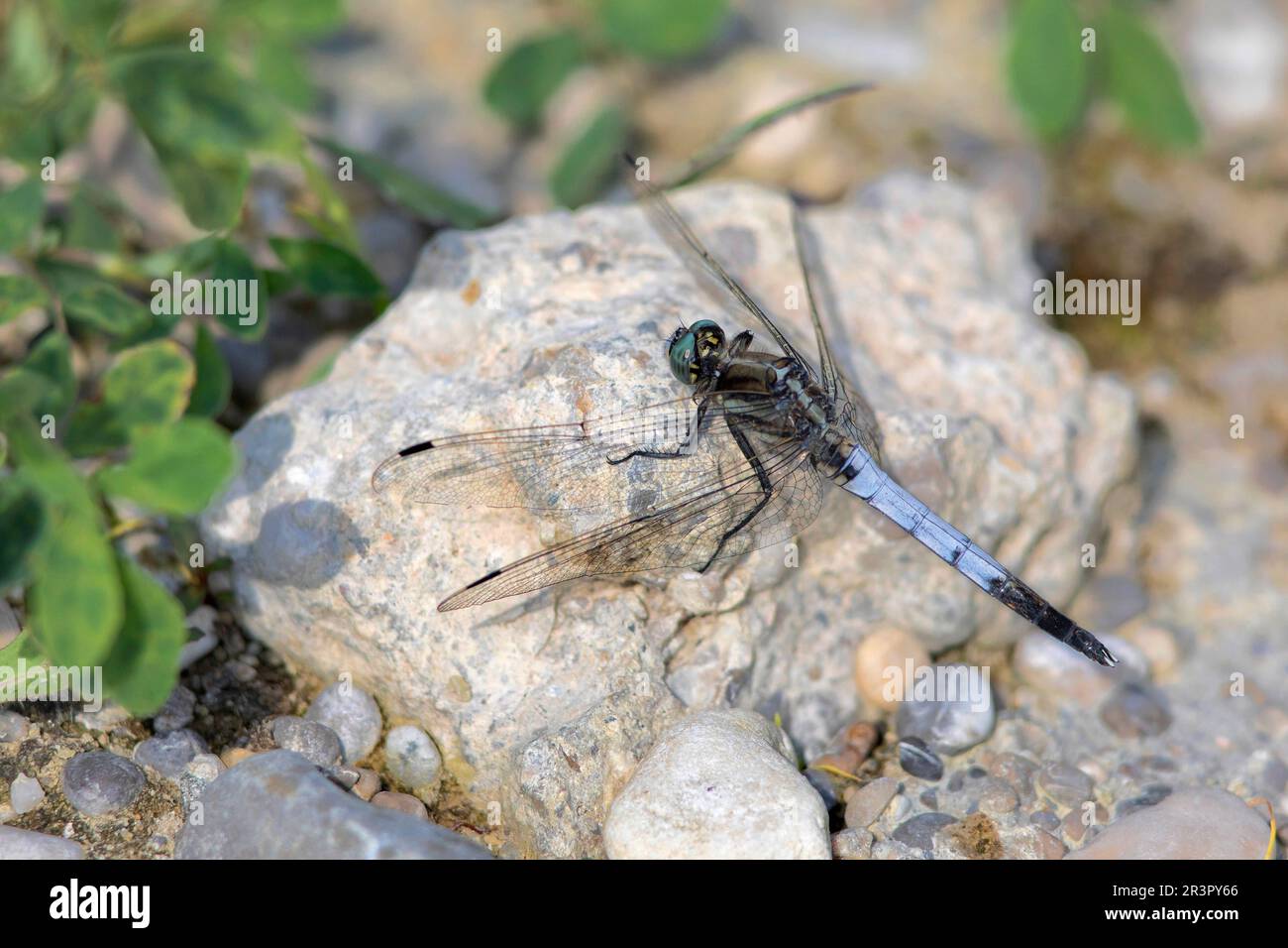 Eastern European skimmer, White-tailed skimmer (Orthetrum albistylum ...