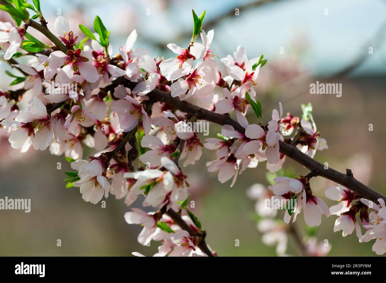 Almond tree branch with pink flowers against blur spring foliage Stock ...