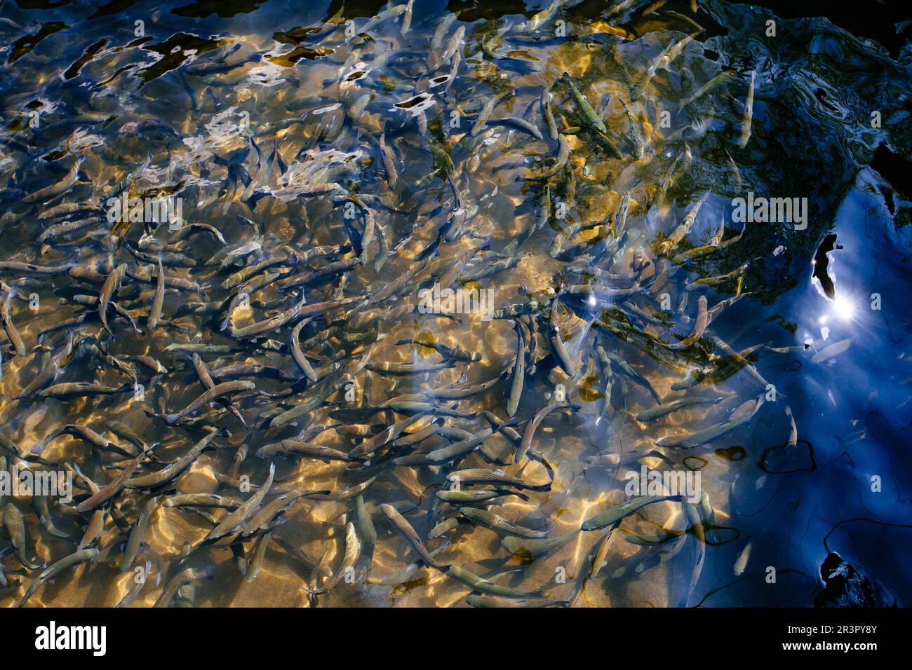 Fishes hatchery hi-res stock photography and images - Alamy