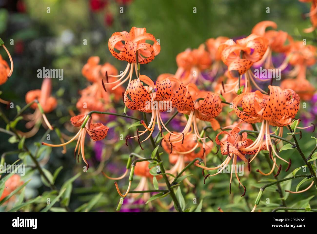 Lance-leaf tiger lily, Tiger lily (Lilium lancifolium, Lilium tigridum ...