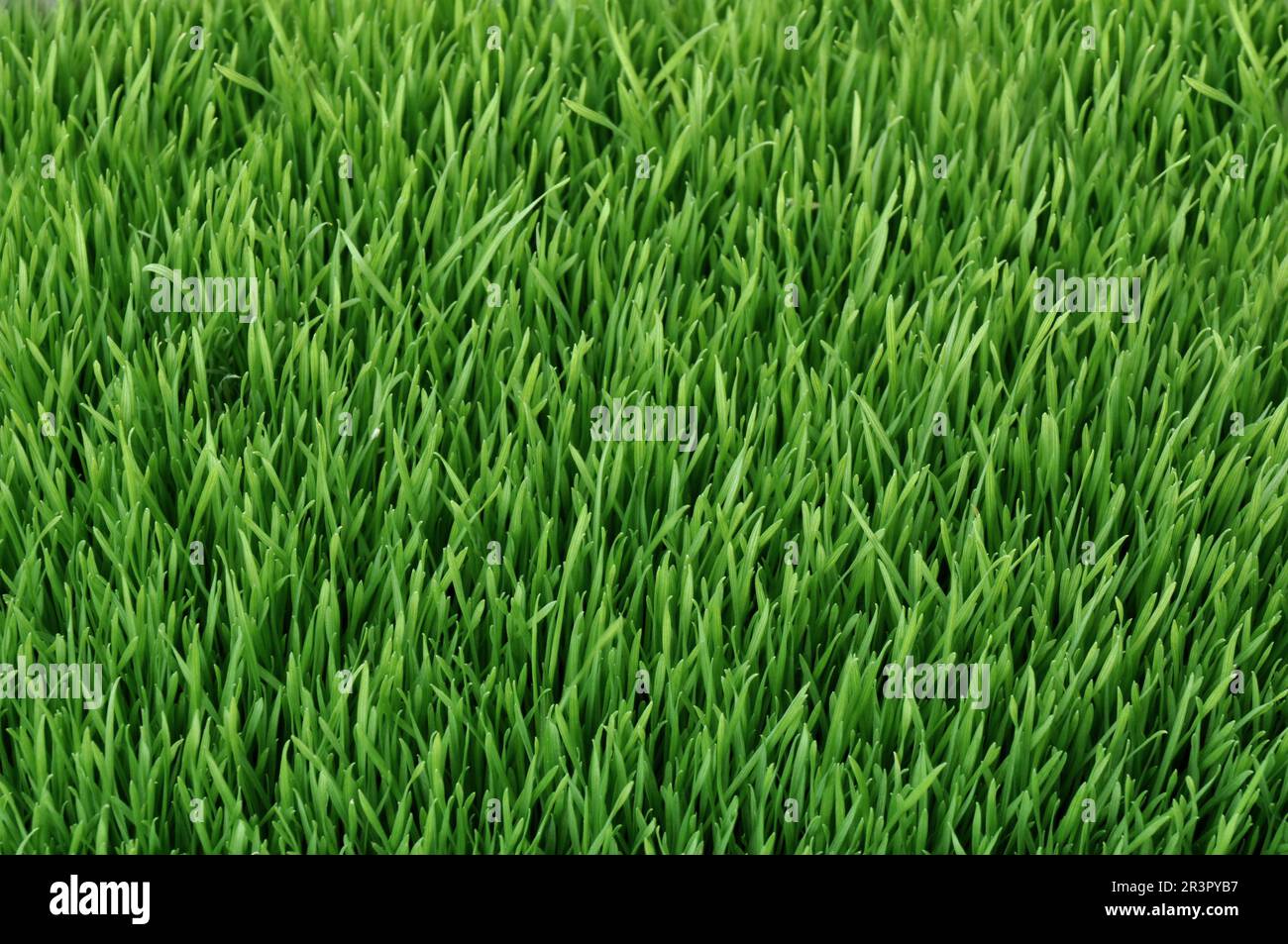 Ornamental grasses cutting hi-res stock photography and images - Alamy