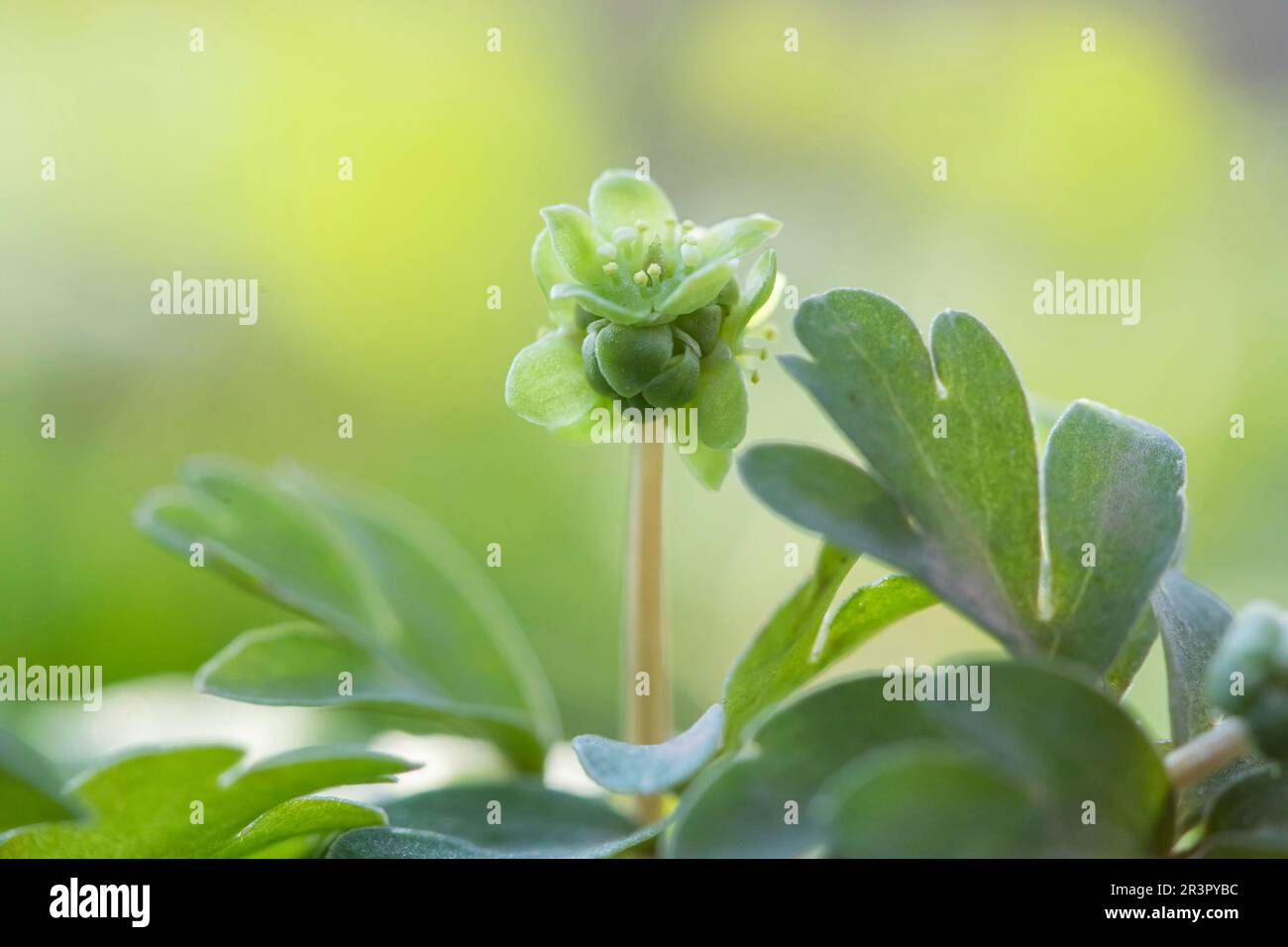 Moschatel, Five-faced bishop, Hollowroot, Muskroot, Townhall clock ...