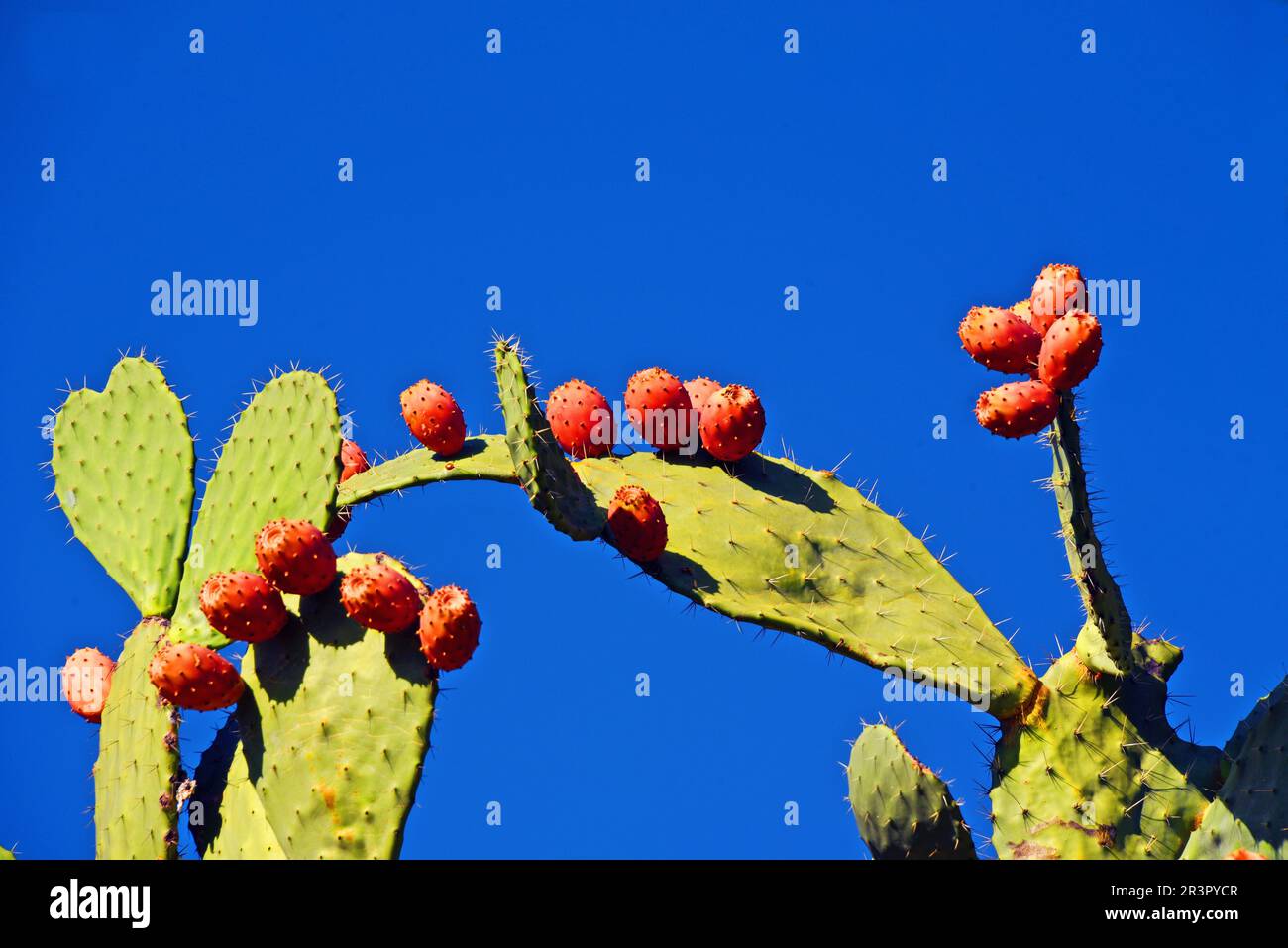 Indian fig, cactus pear (Opuntia ficus-indica, Opuntia ficus-barbarica ...