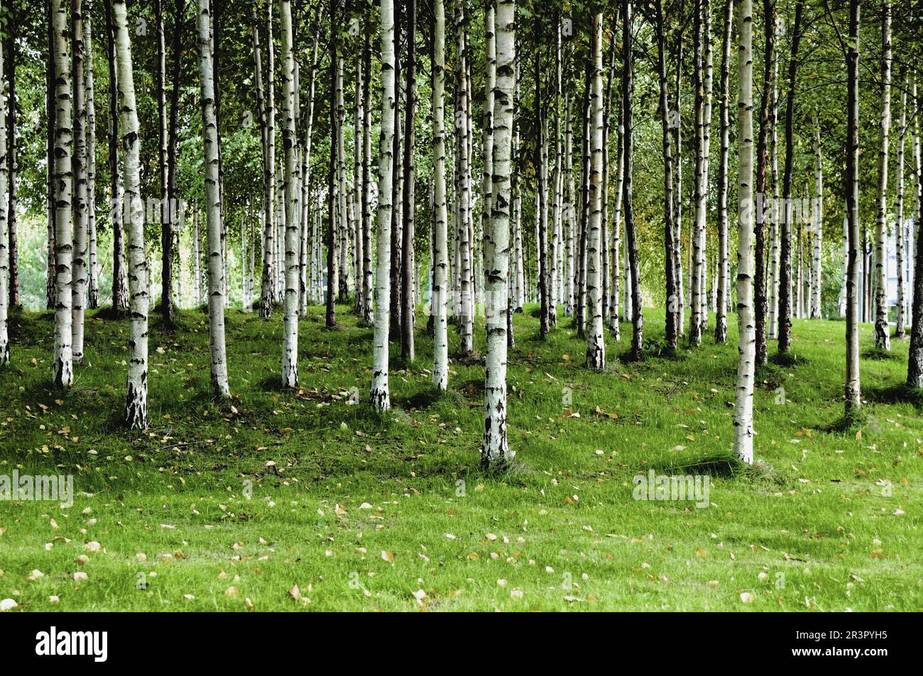 common birch, silver birch, European white birch, white birch (Betula ...