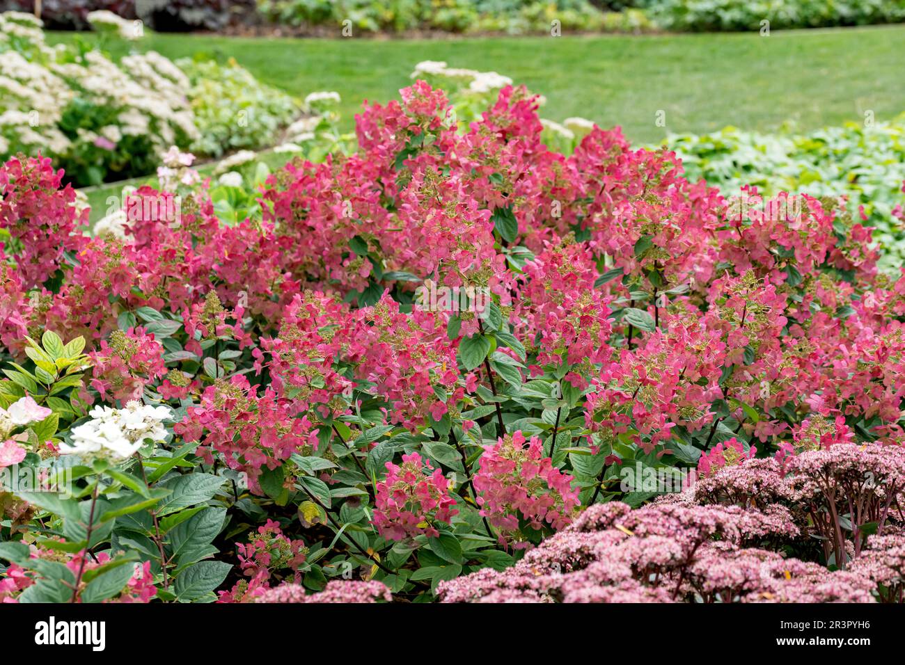 Panicle hydrangea (Hydrangea paniculata Magic Flame), fruiting ...