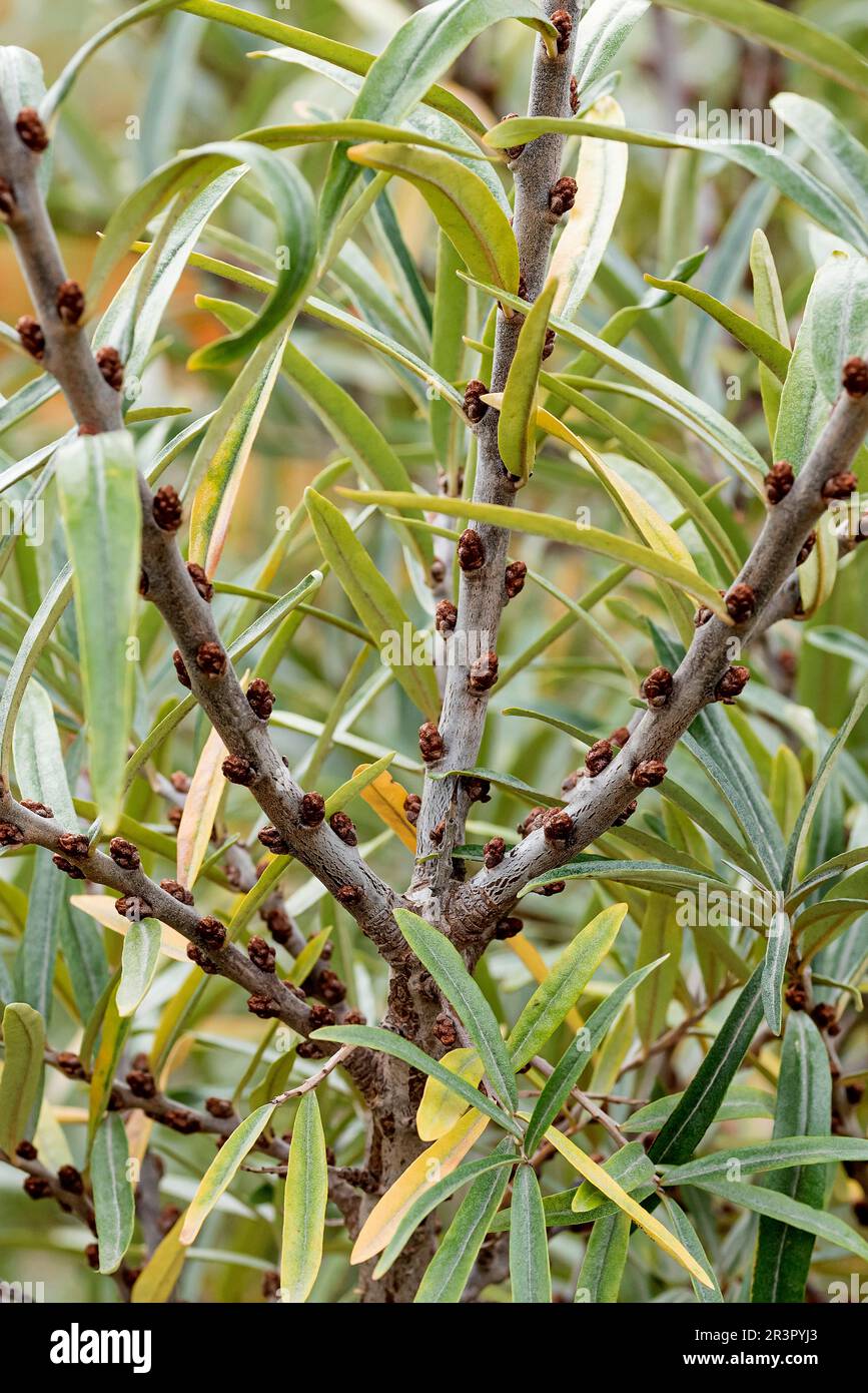 common seabuckthorn (Hippophae rhamnoides Pollmix 5), branch with male ...