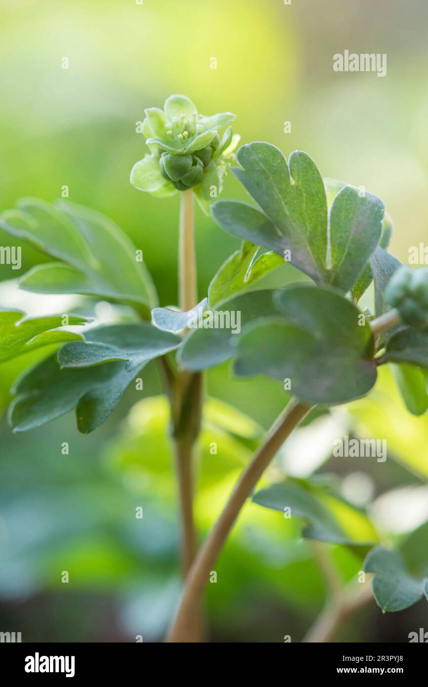 Moschatel, Five-faced bishop, Hollowroot, Muskroot, Townhall clock ...