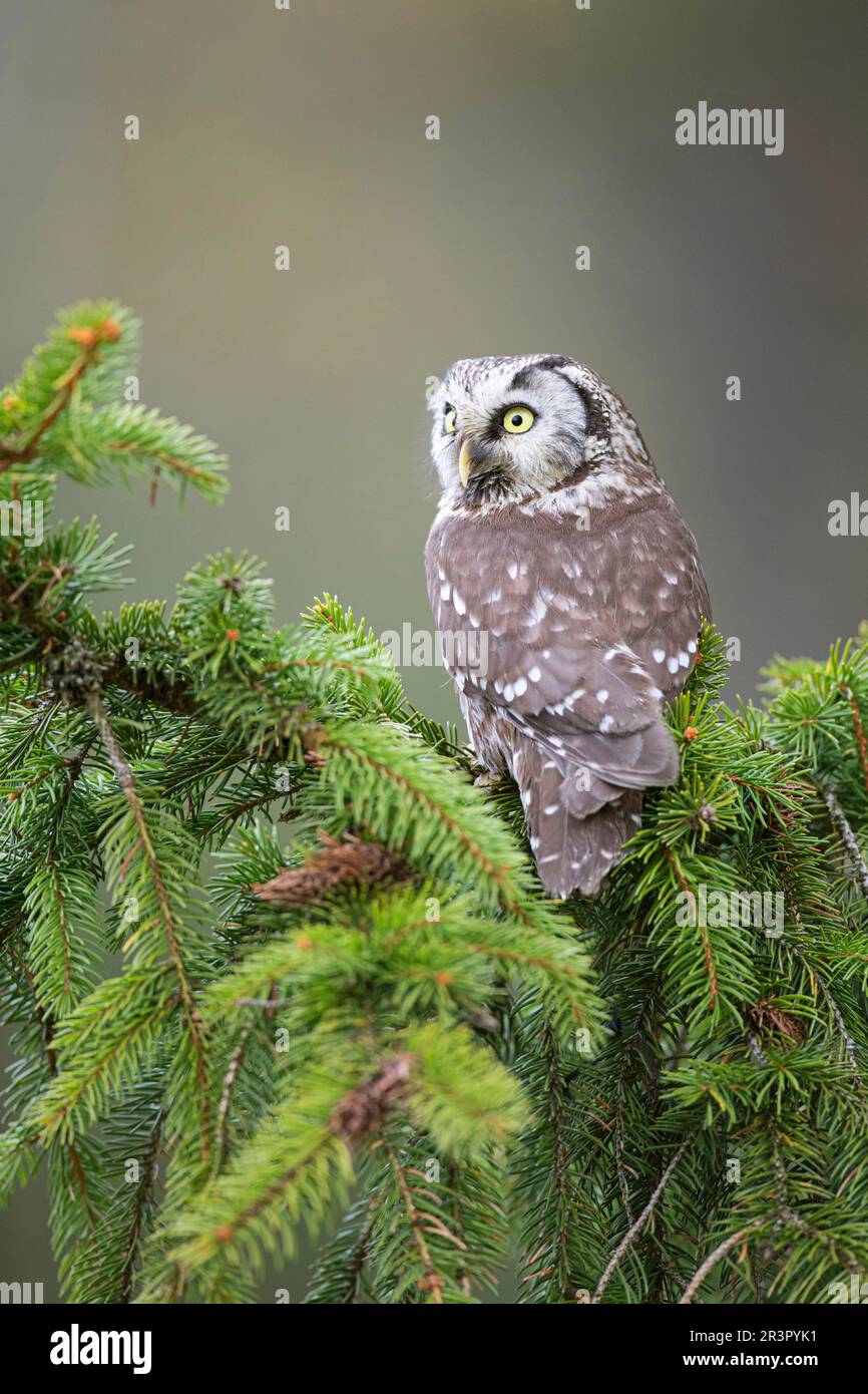 boreal owl, Tengmalm's owl, Richardson's owl (Aegolius funereus ...