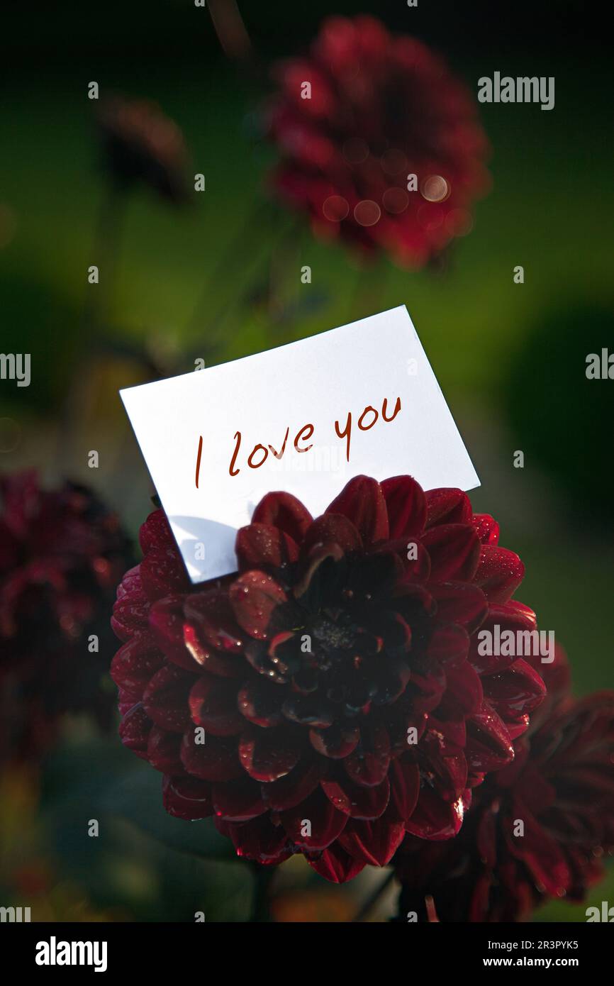 darf red georgina flower with paper letterling I love You Stock Photo ...