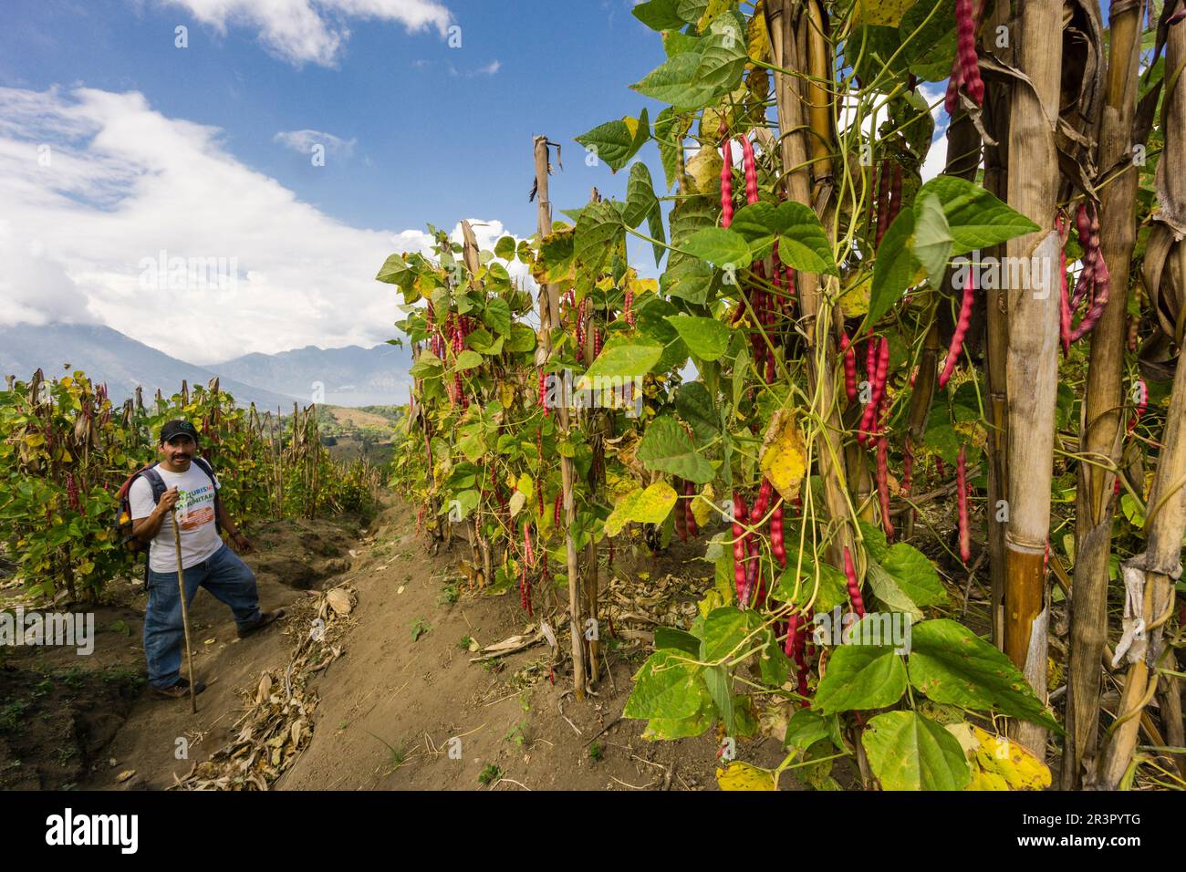 Maya civilization farming hi-res stock photography and images - Alamy