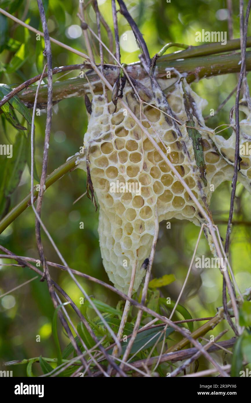 honey bee, hive bee (Apis mellifera mellifera), honeycomb left behind ...