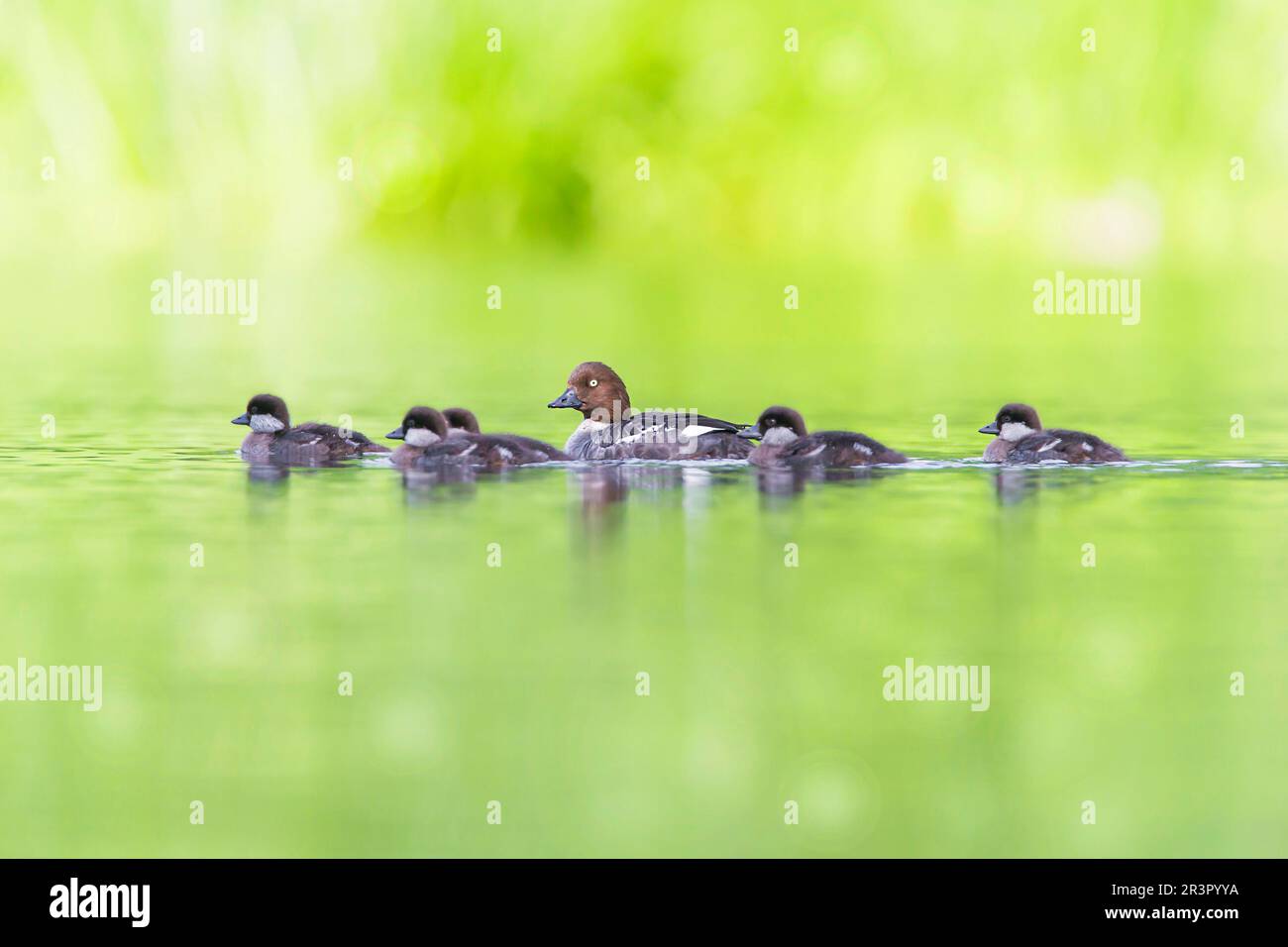 common goldeneye, goldeneye duckling (Bucephala clangula), swimming ...