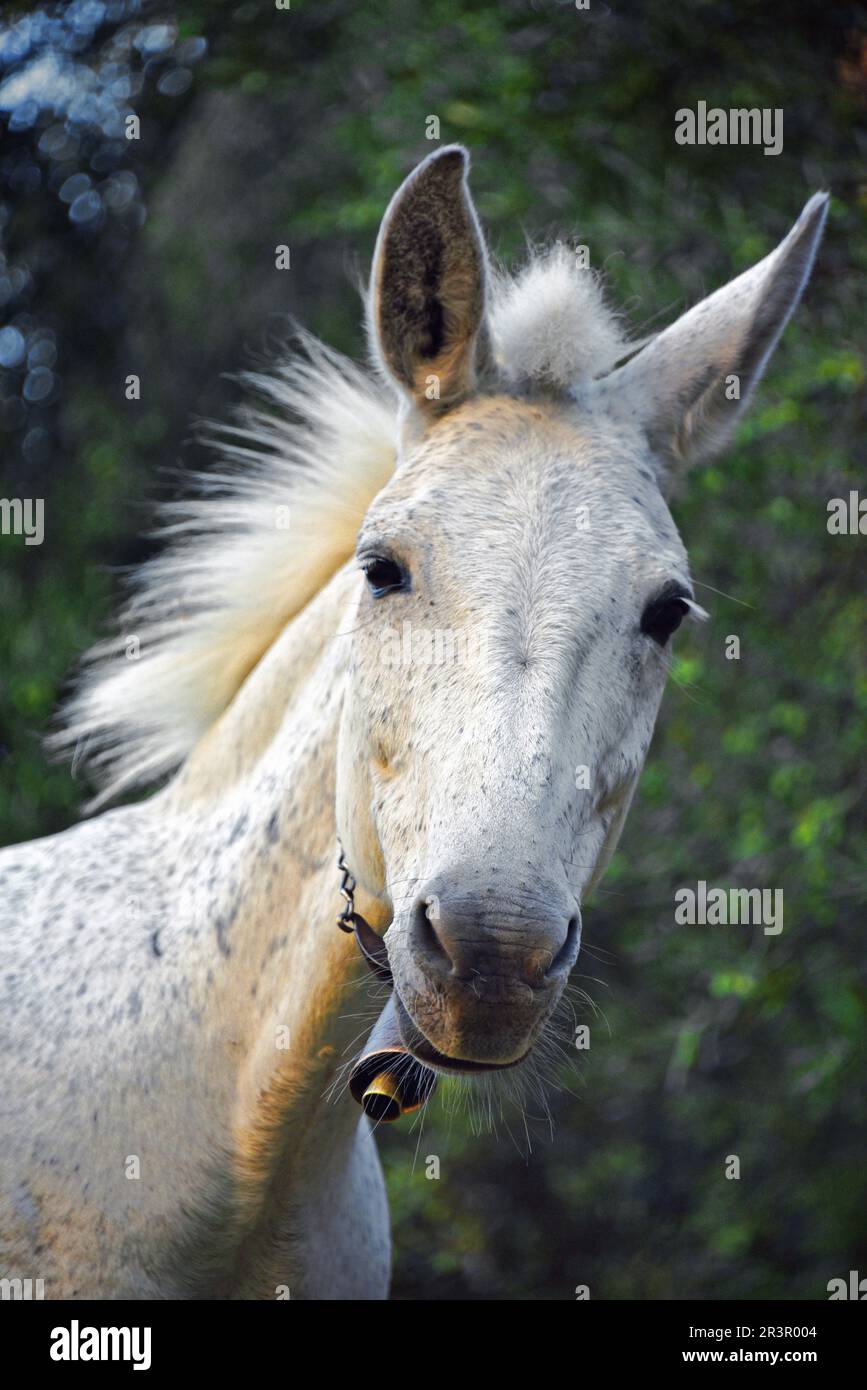 mule (Equus asinus x caballus), portrait, Greece, Peloponnese Stock ...