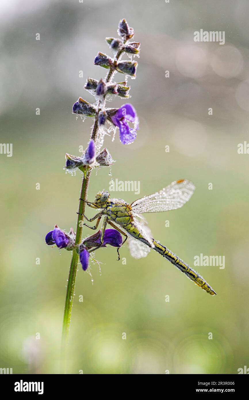 Western European gomphus (Gomphus pulchellus), female covered with ...