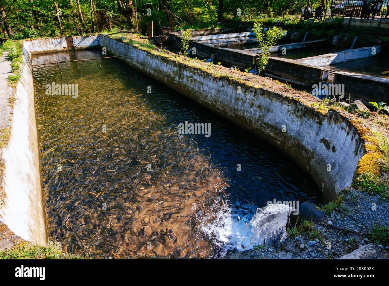 Breeding of trout in pools in fish farm Stock Photo - Alamy