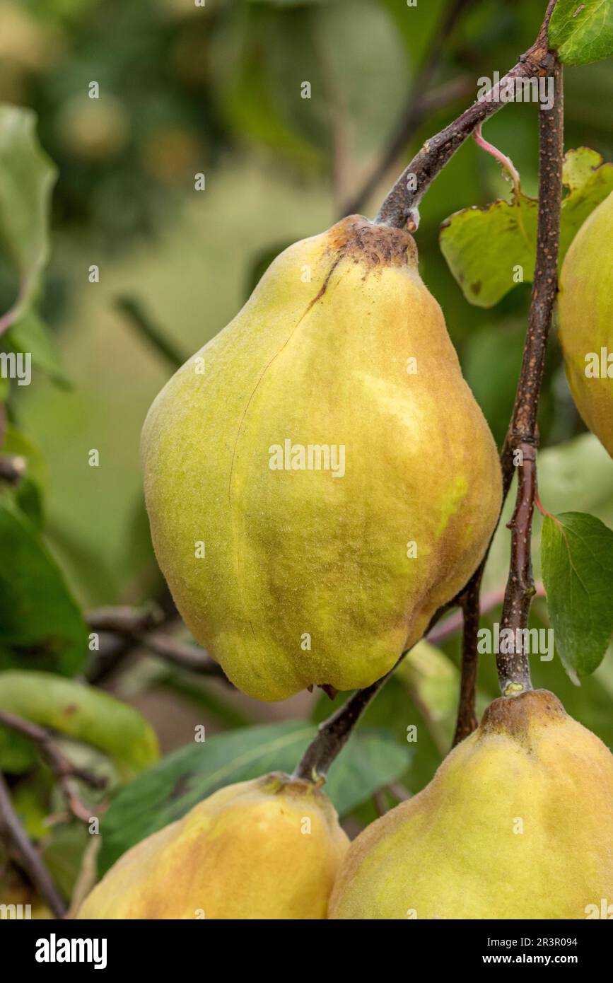 Common quince (Cydonia oblonga Hruskovita), quince of cultivar ...