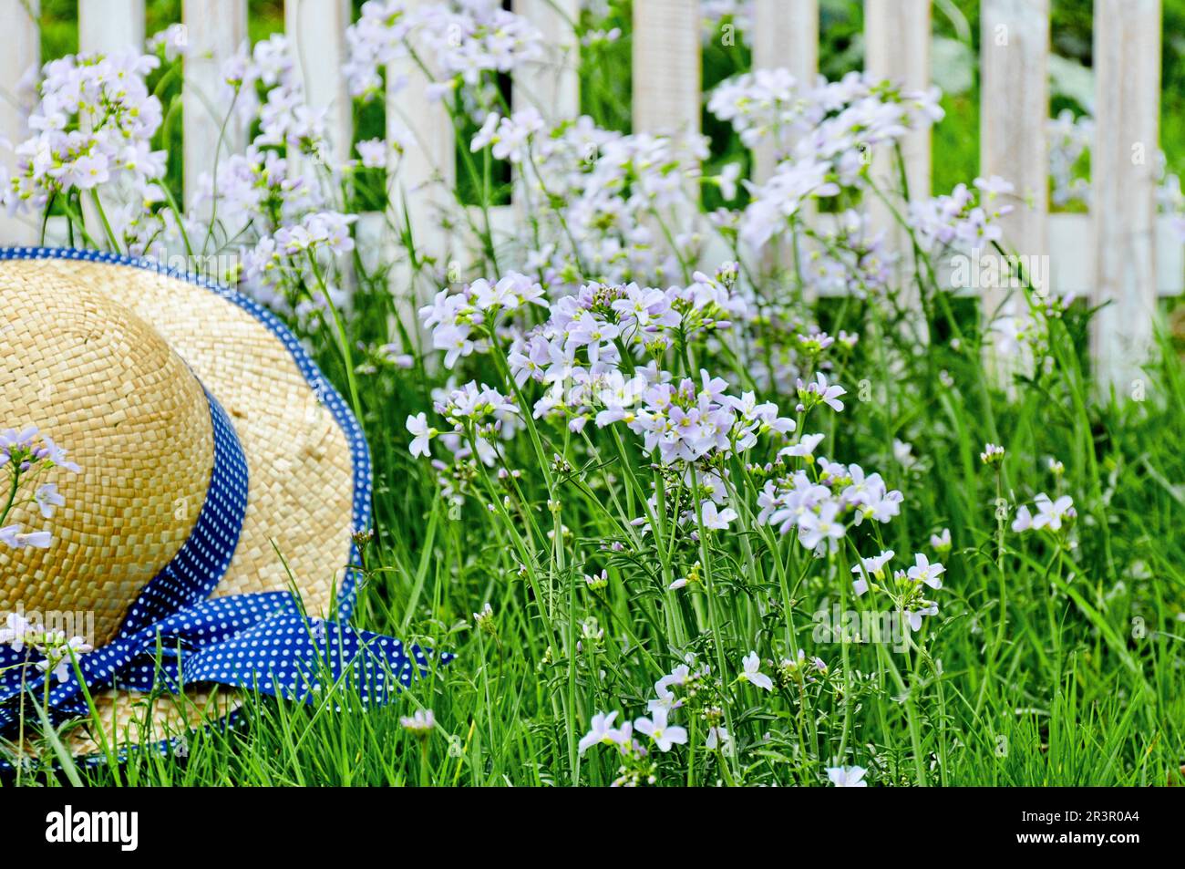 Bog Pink, Cuckoo Flower, Lady's Smock, Milkmaids (Cardamine pratensis ...