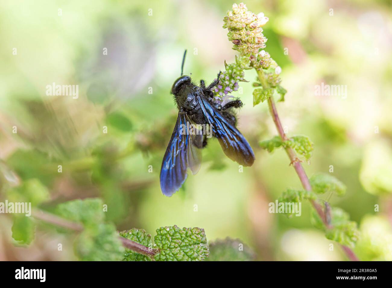 scoliid wasp (Scolia hirta, Scolia hirta hirta), sitting on a flower ...
