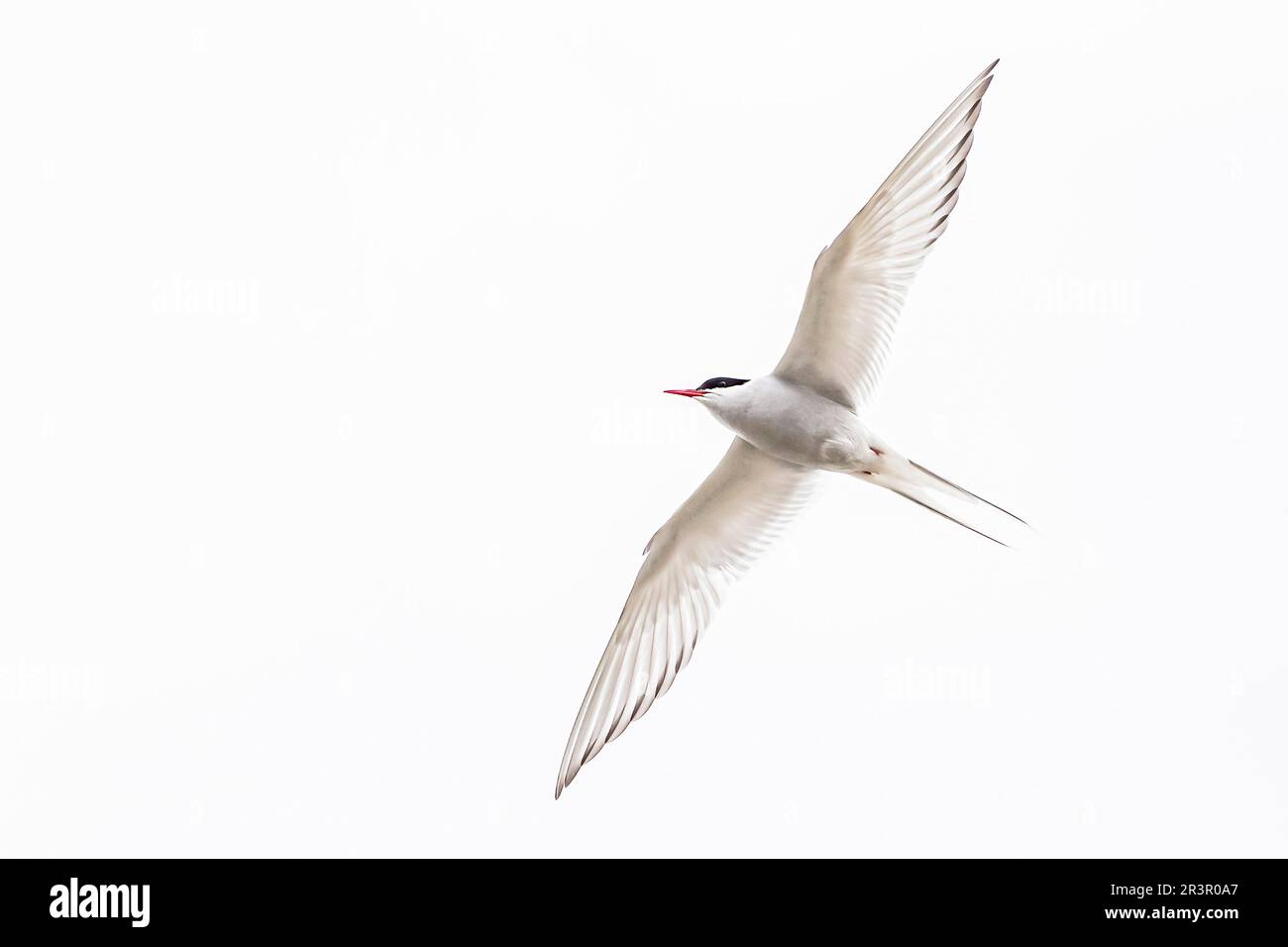 In full flight Cut Out Stock Images & Pictures - Alamy