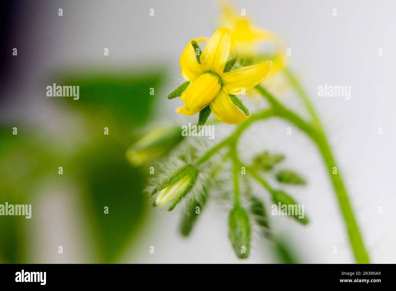 garden tomato (Solanum lycopersicum, Lycopersicon esculentum), flowers ...