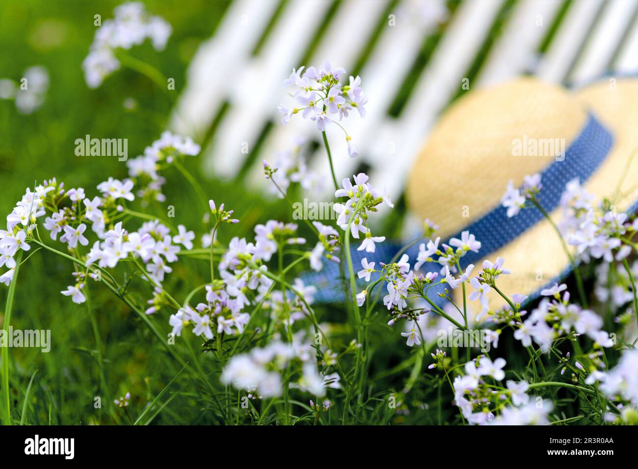 Bog Pink, Cuckoo Flower, Lady's Smock, Milkmaids (Cardamine pratensis ...