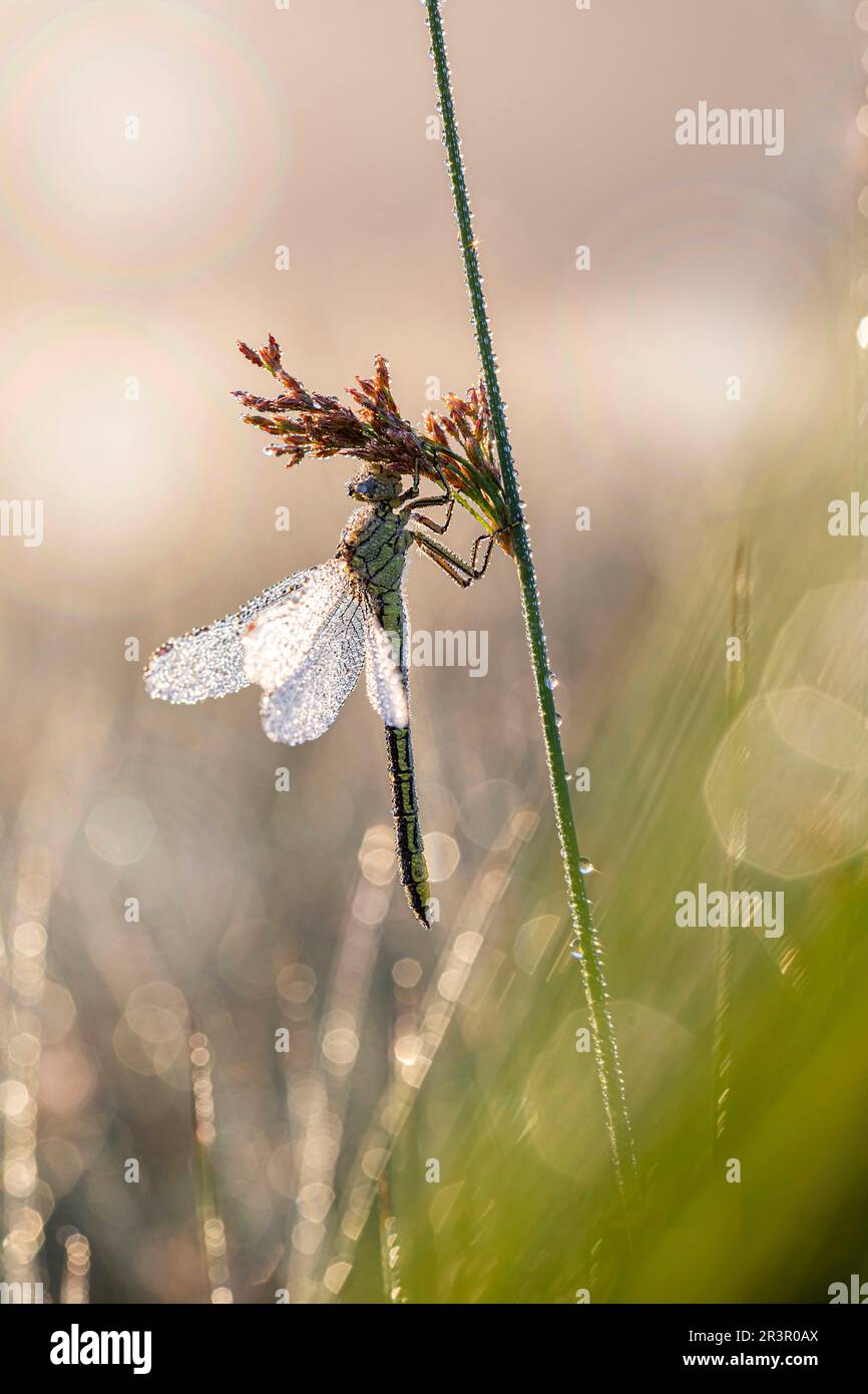Western European gomphus (Gomphus pulchellus), female sitting at a ...