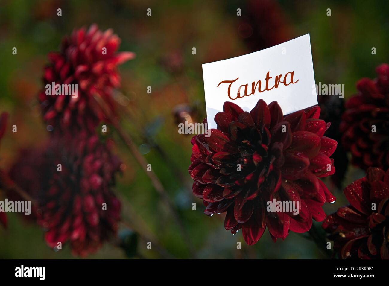 darf red georgina flower with paper letterling Tantra Stock Photo - Alamy