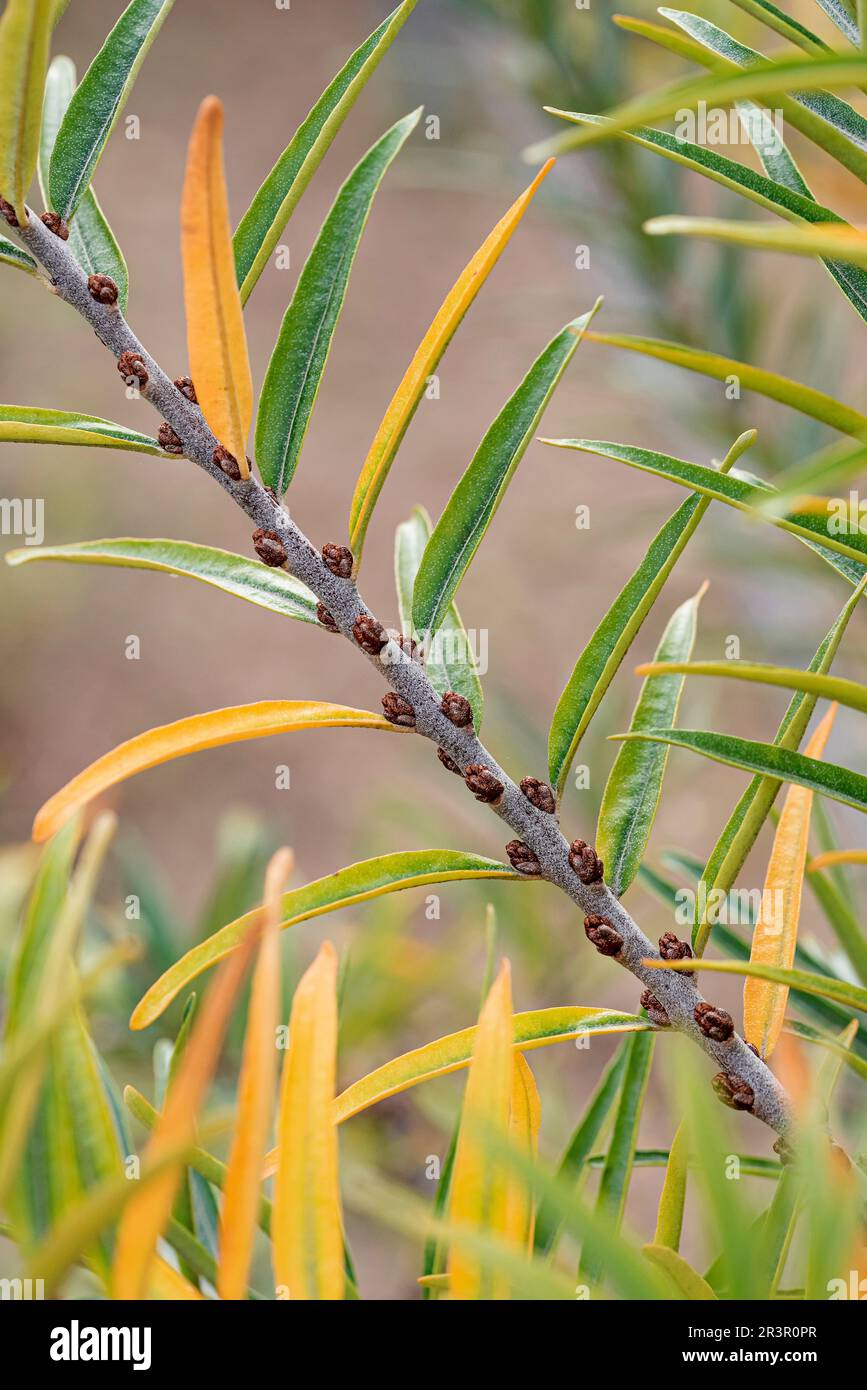 Hippophae rhamnoides pollmix 1 hi-res stock photography and images - Alamy