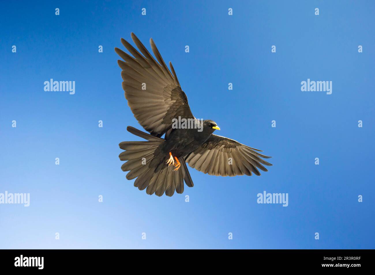 alpine chough (Pyrrhocorax graculus), in flight, view from below ...