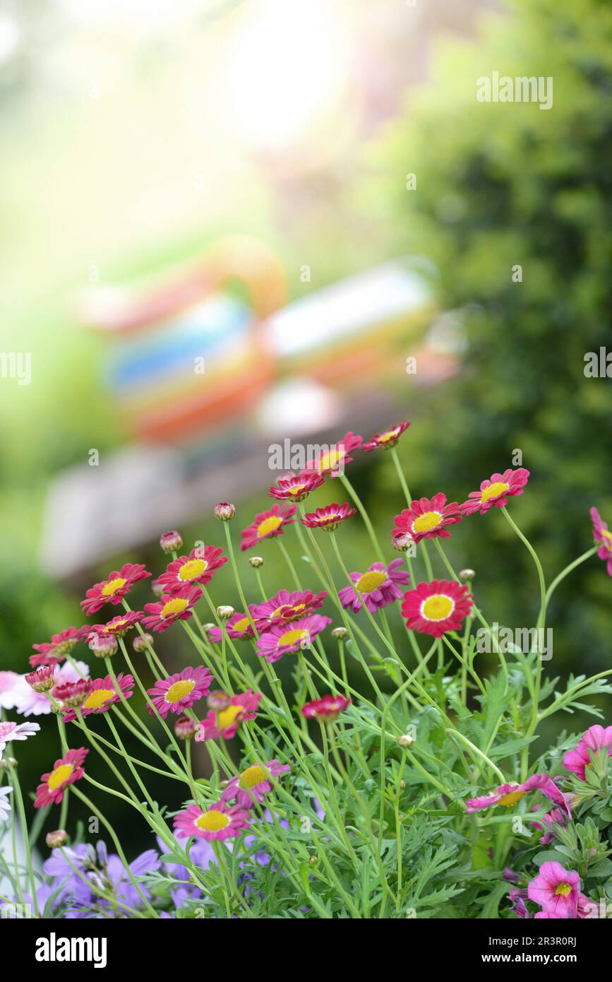 Marguerites flowering hi-res stock photography and images - Alamy