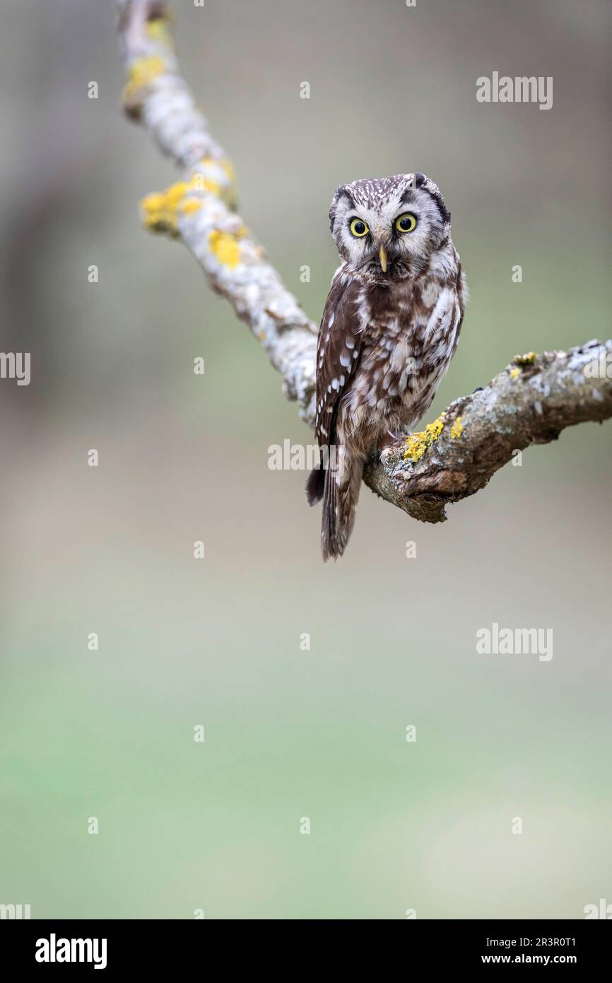 boreal owl, Tengmalm's owl, Richardson's owl (Aegolius funereus ...