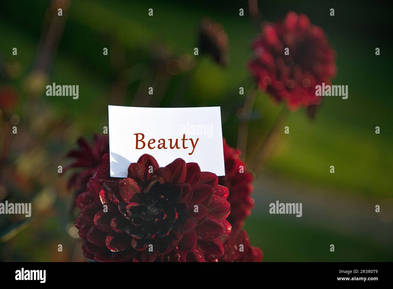 darf red georgina flower with paper letterling Beauty Stock Photo - Alamy