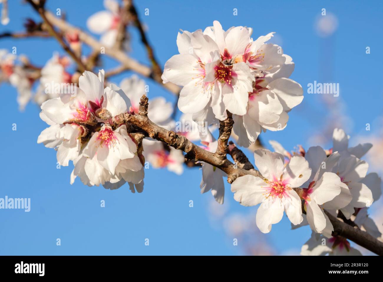 Flor medicinal hi-res stock photography and images - Alamy