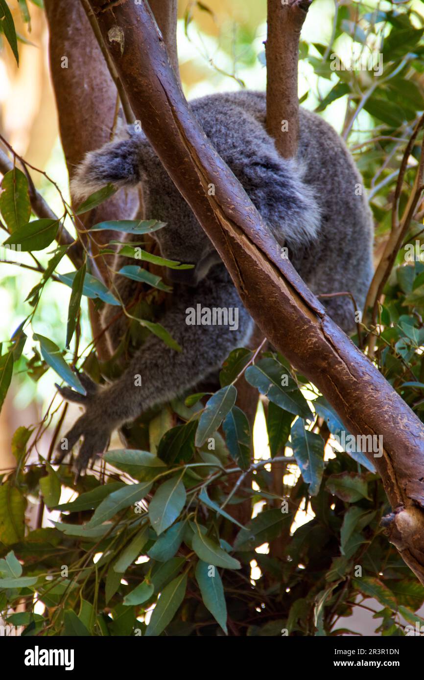 Australien eukalyptus hi-res stock photography and images - Alamy