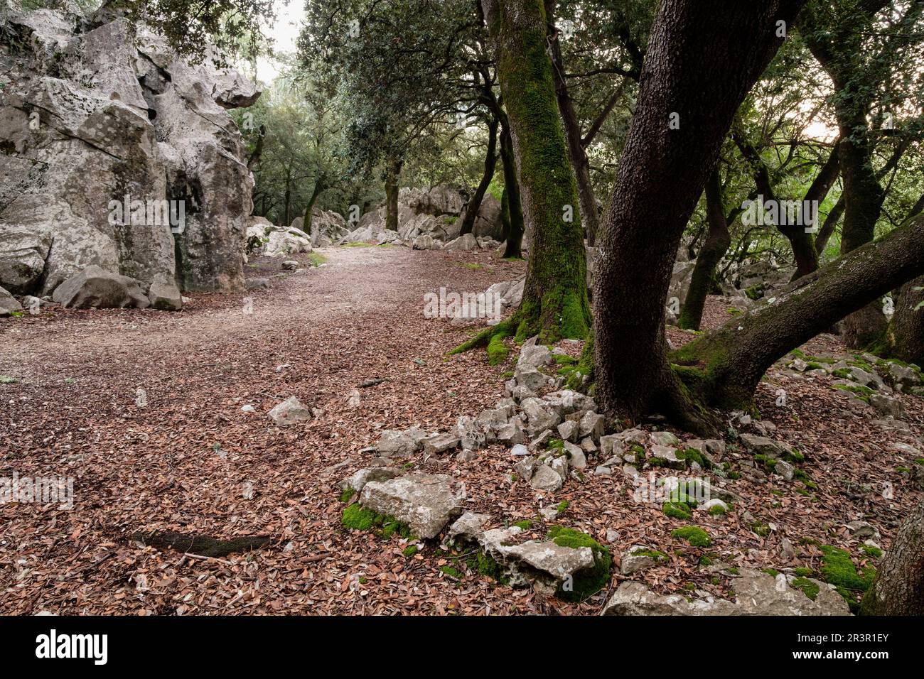 Forest of oaks and karst rock, Es Pixarells, escorca, natural site of ...