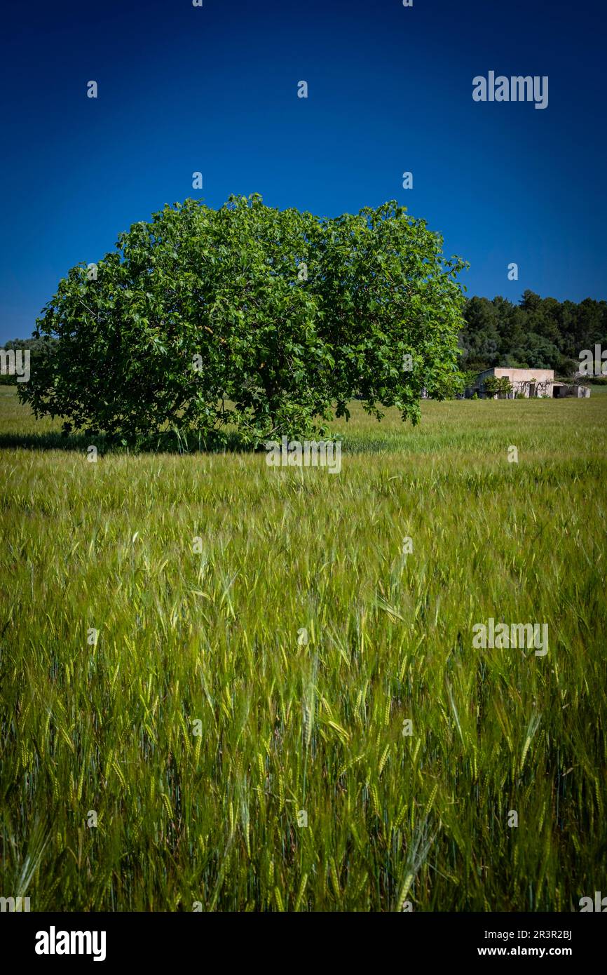 Arbol medicinal hi-res stock photography and images - Alamy
