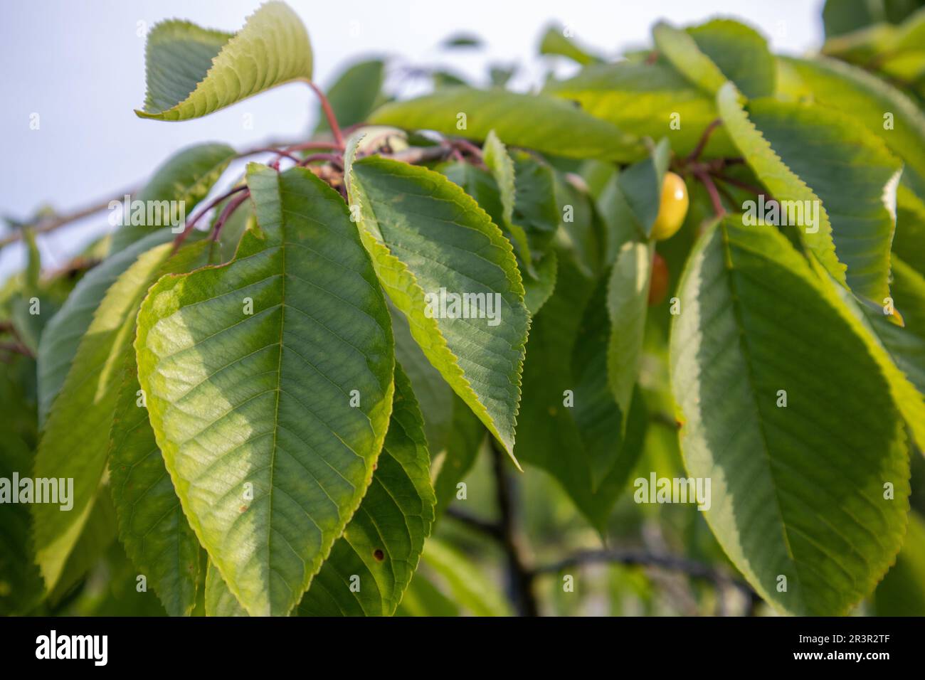 Cherry tree leaves hi-res stock photography and images - Alamy