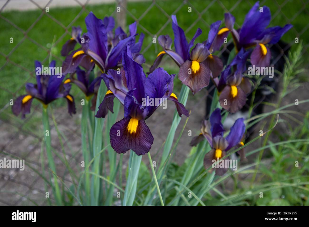 Blue iris hi-res stock photography and images - Alamy