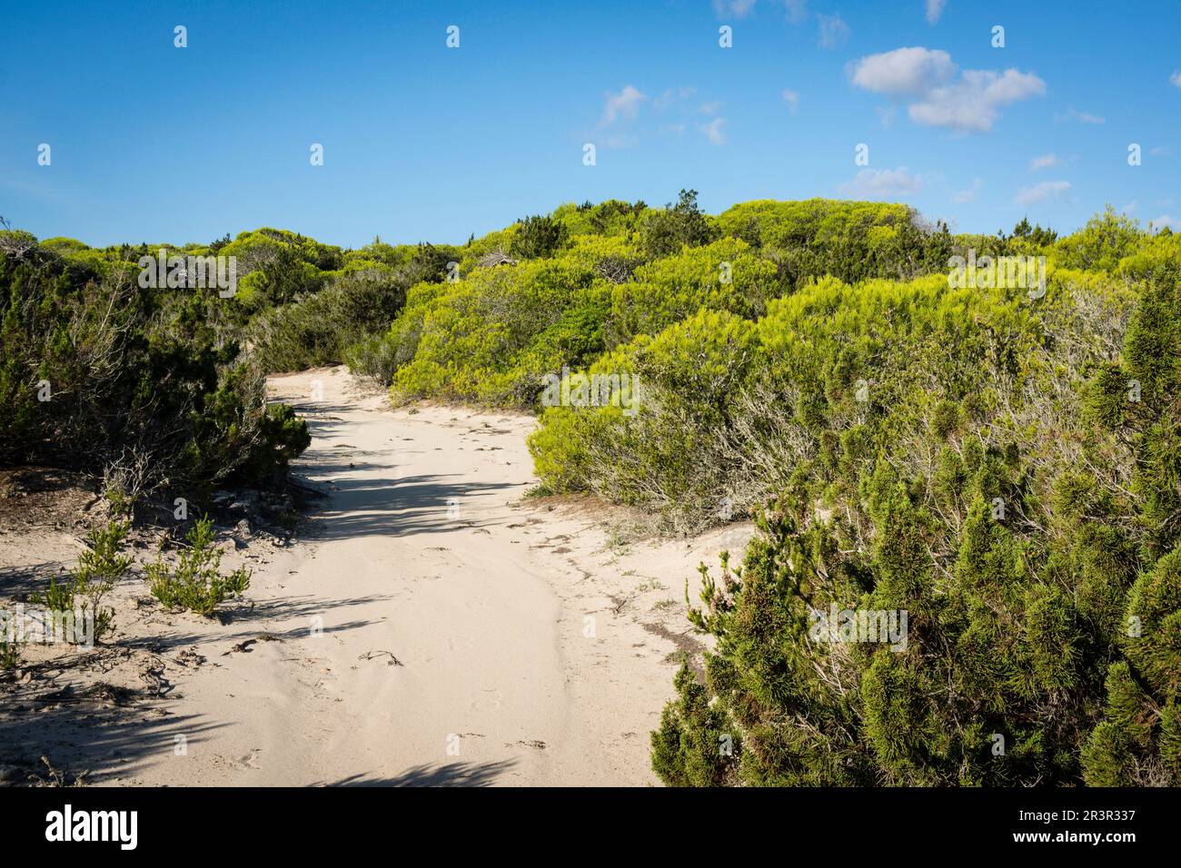 pinar-savinar en las dunas de Son Real, bahia de Alcudia, Santa ...