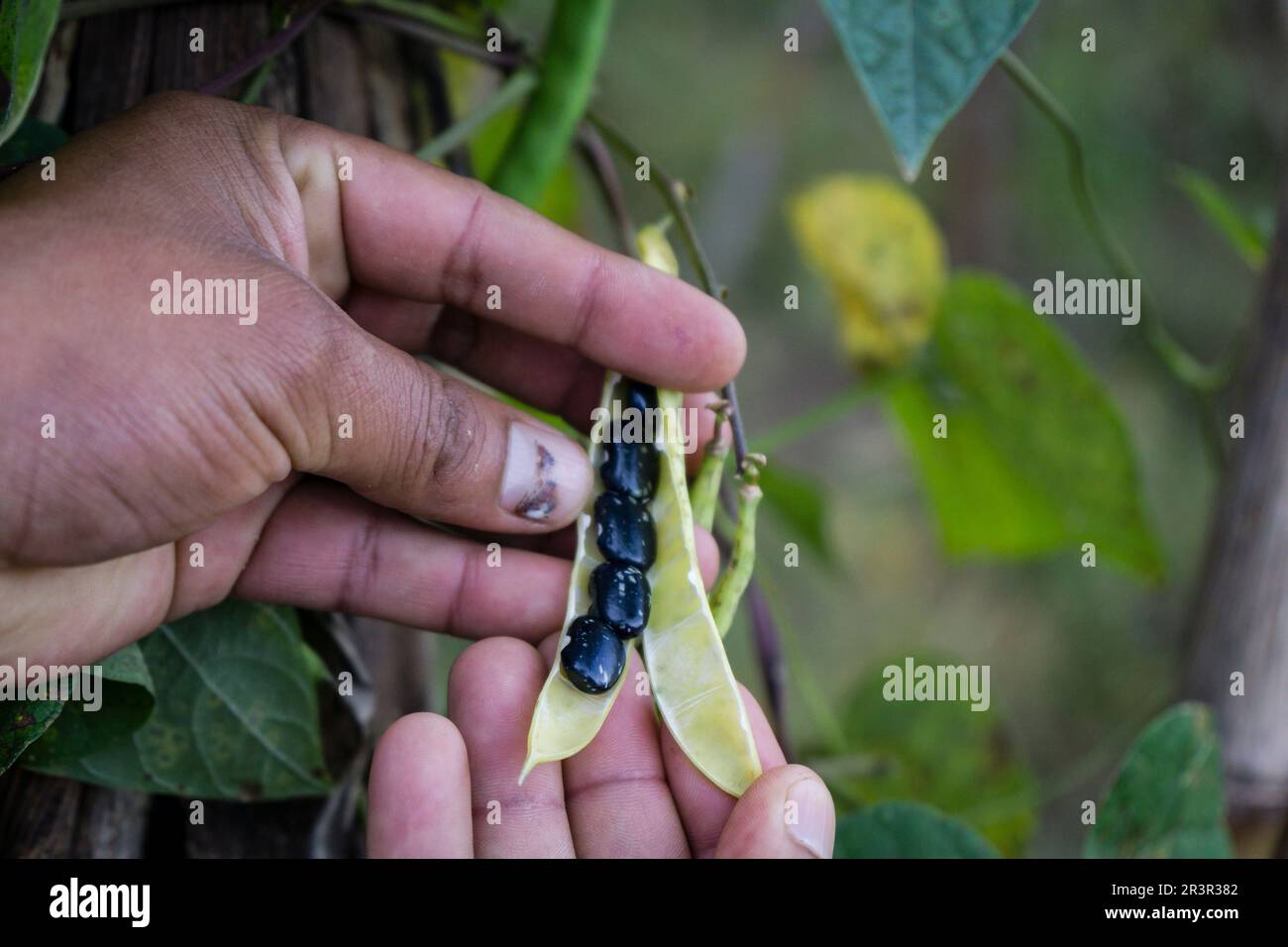 Maya civilization farming hi-res stock photography and images - Alamy