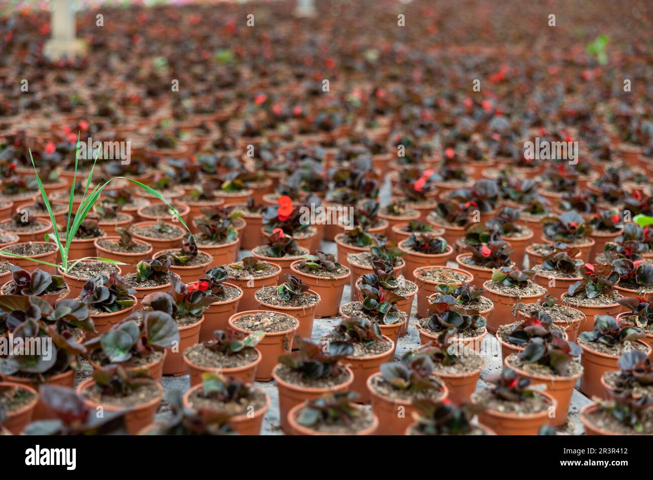 Evergreen begonias hi-res stock photography and images - Alamy