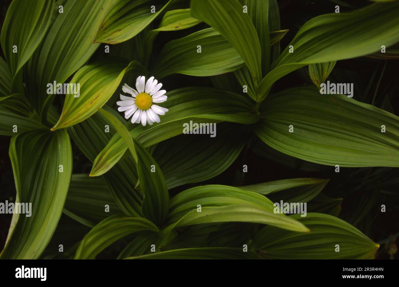 Flor entre hojas hi-res stock photography and images - Alamy