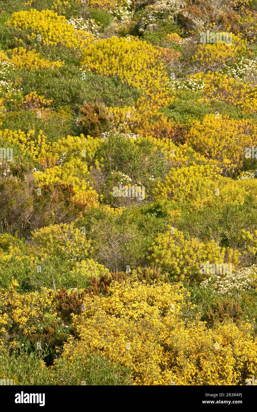 Matorral mediterraneo. Sa Mesquida.Menorca.Reserva de la Bioesfera ...
