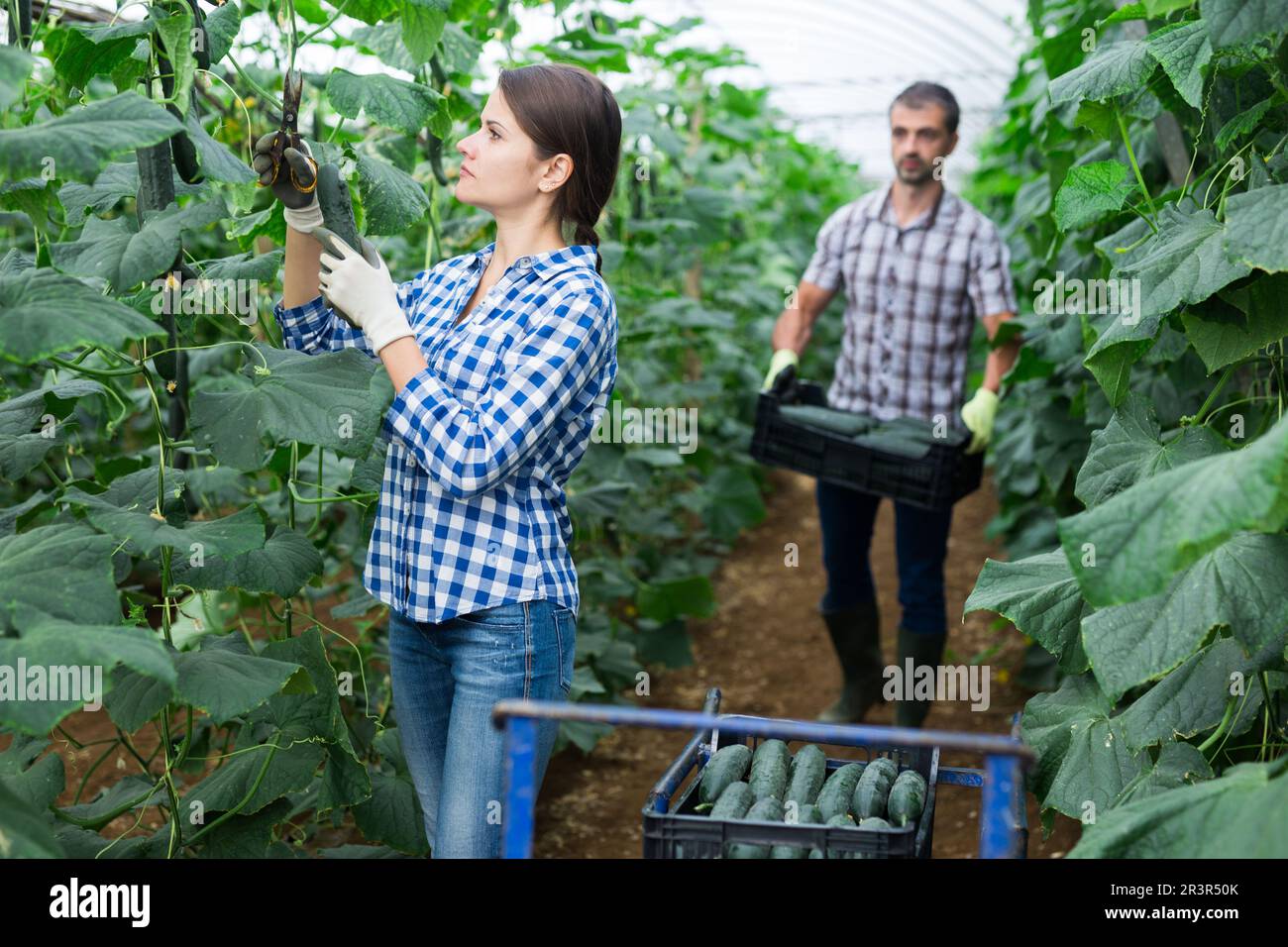 Female farmer puts cucumbers in box for sale in the market Stock Photo ...
