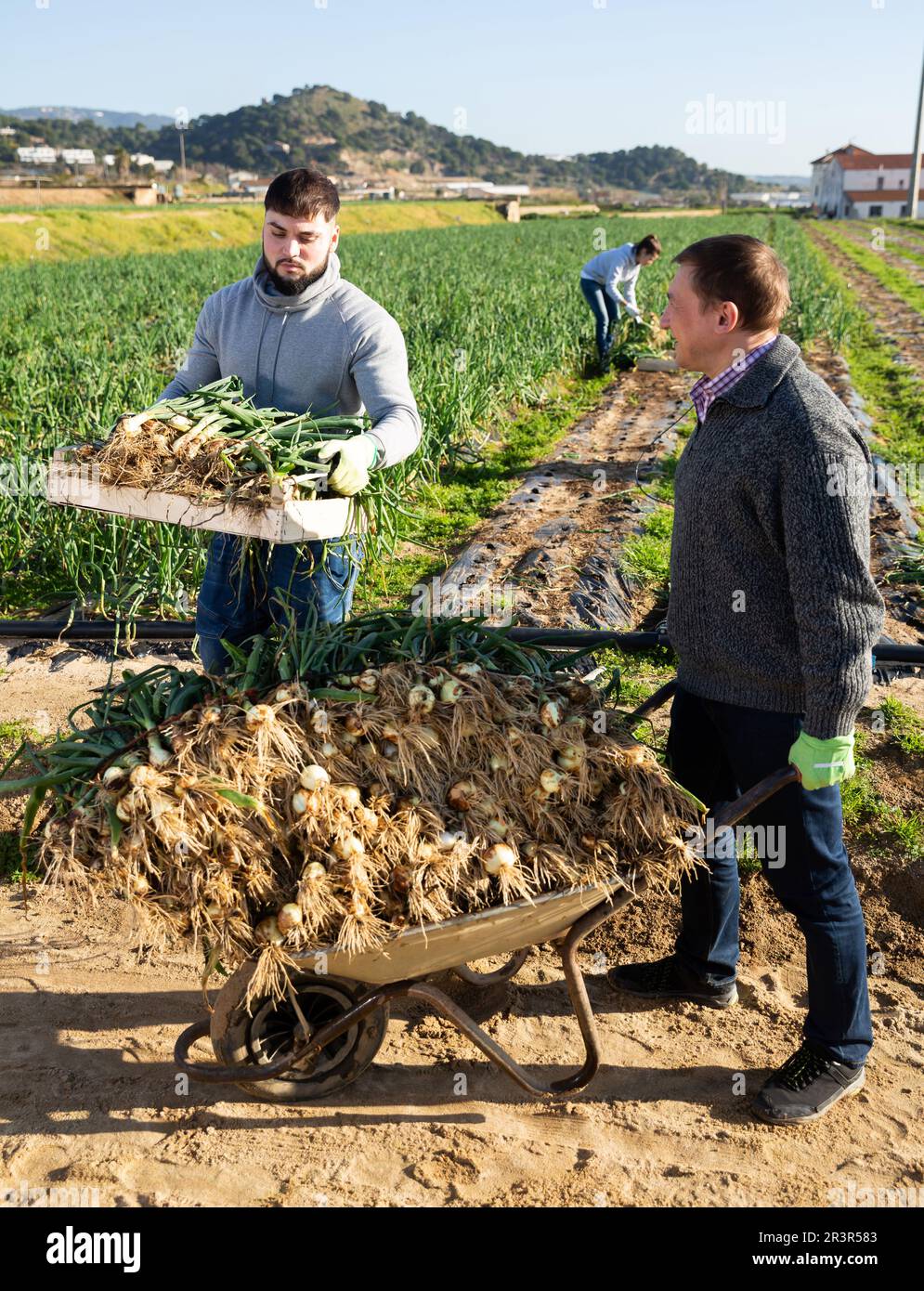 Farm family harvesting scallions Stock Photo - Alamy