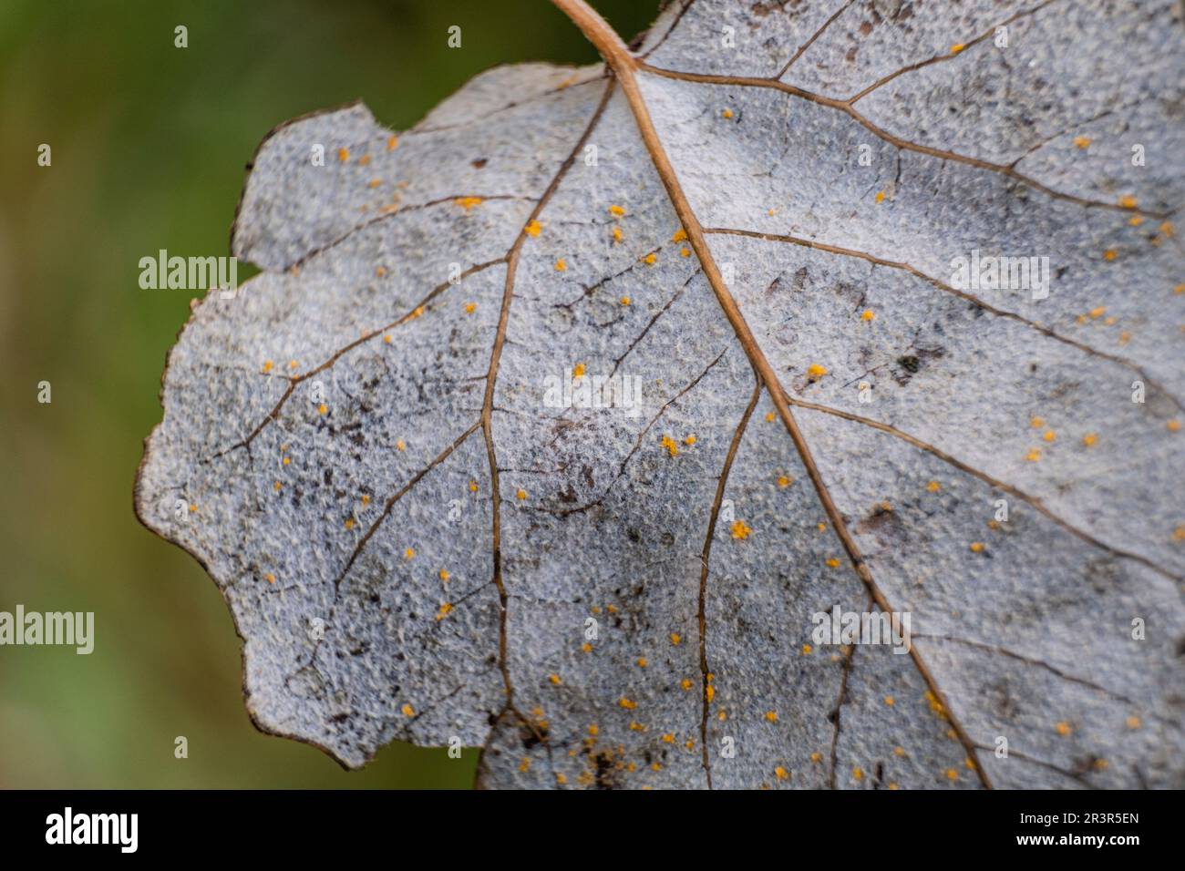 Populus alba leaves hi-res stock photography and images - Alamy