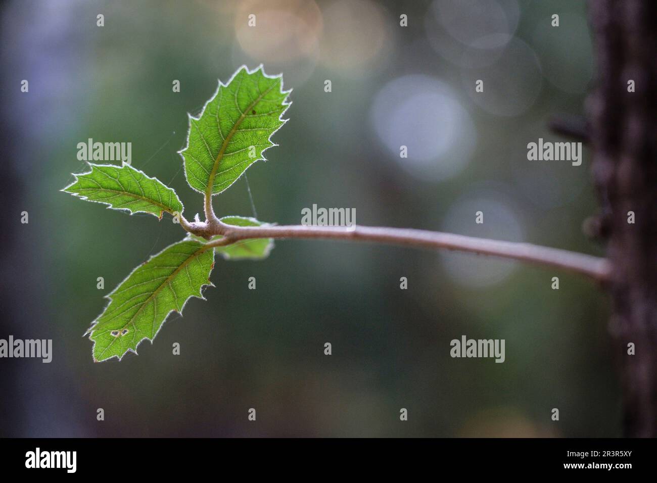 Hojas de encina hi-res stock photography and images - Alamy